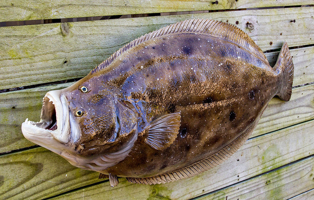 Flounder Fish: Nature’s Master of Disguise – Great Clothing Co.